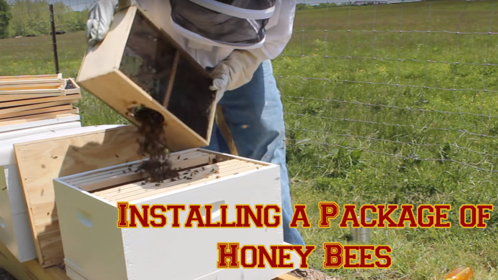20,000 Honey Bees in my Mini Van! Buying and Install a Package of Bees ...